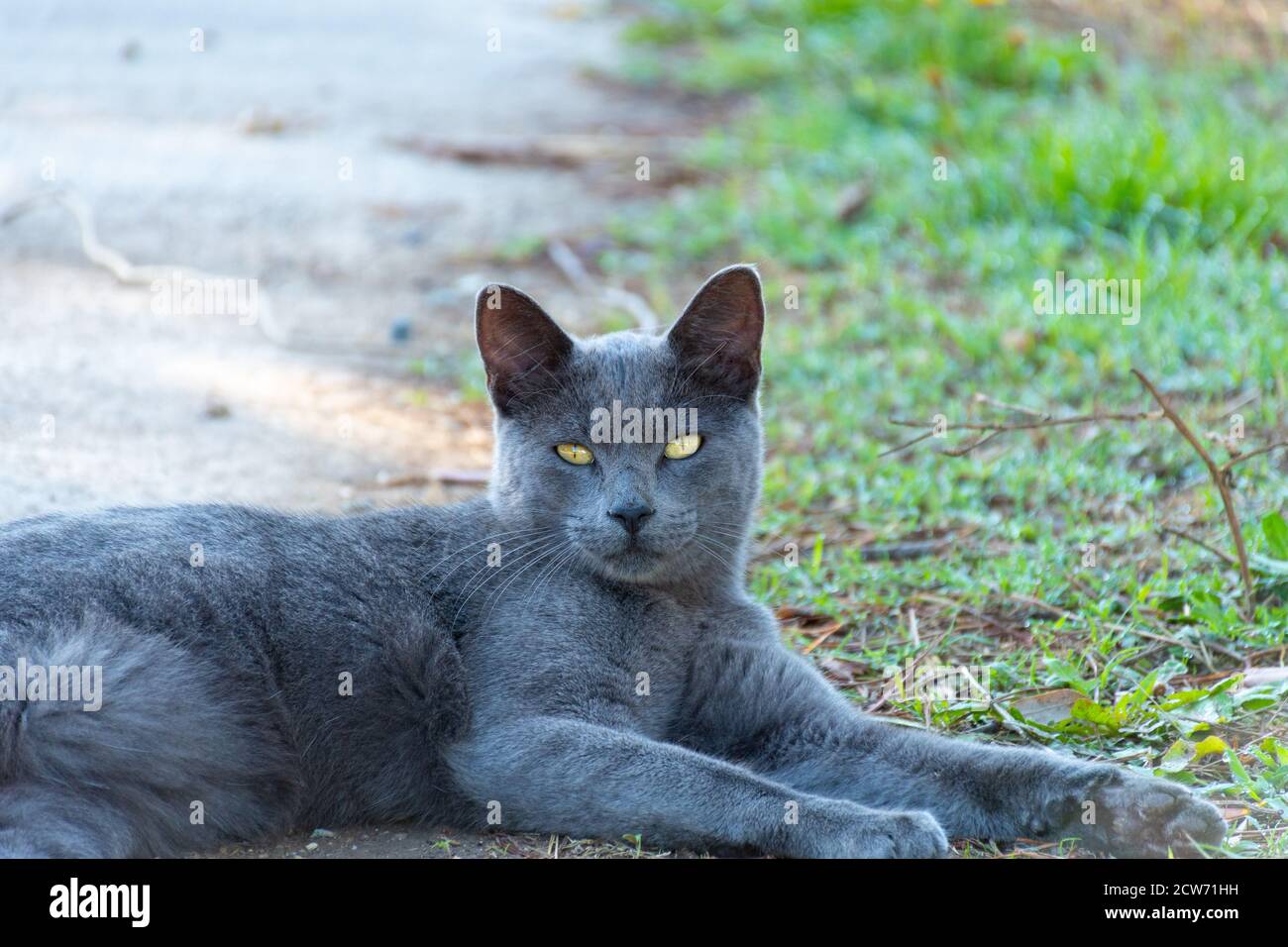 Beautiful relaxed domestic cat hi-res stock photography and images - Alamy