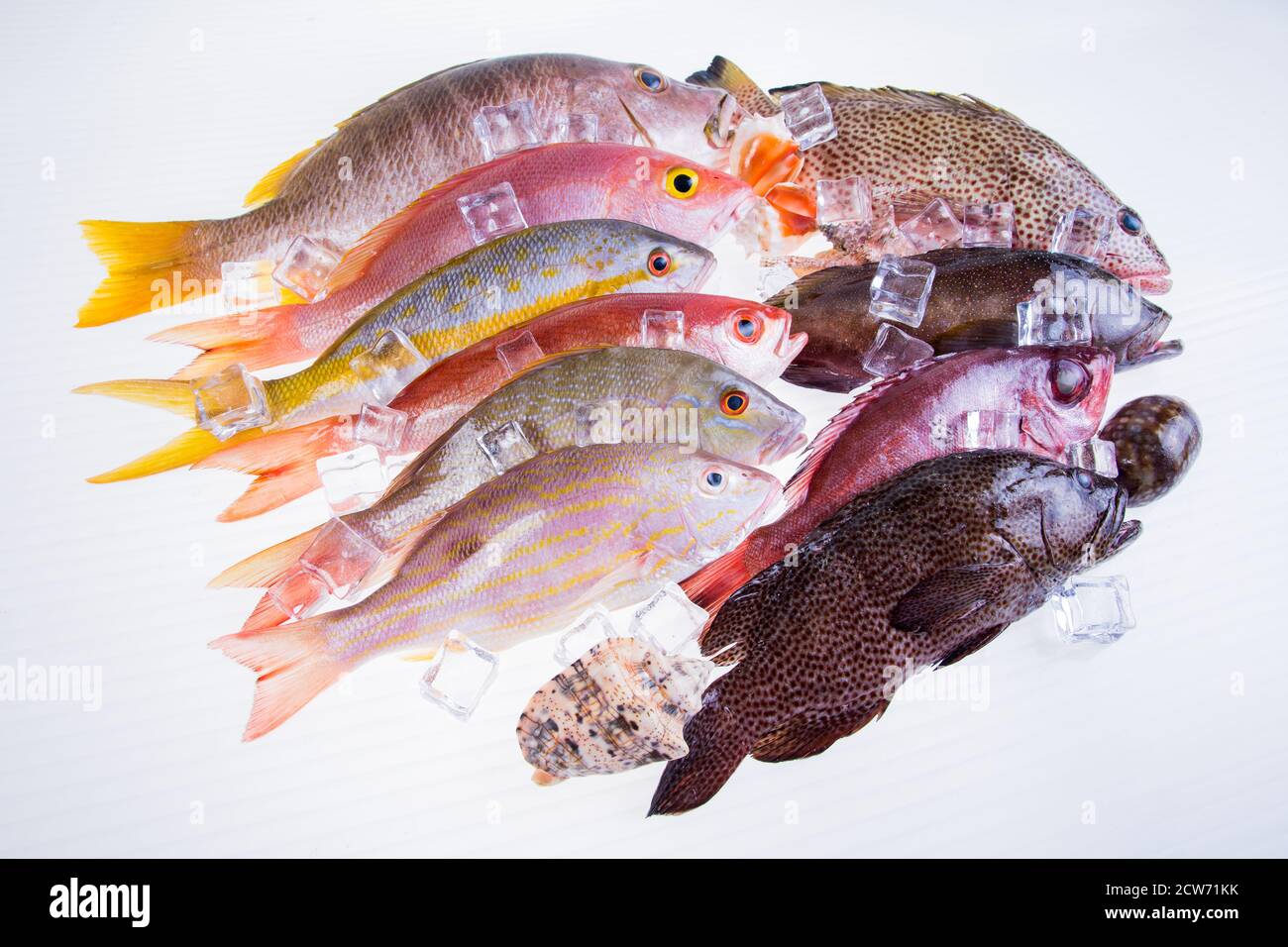 Catch seafood hi-res stock photography and images - Alamy