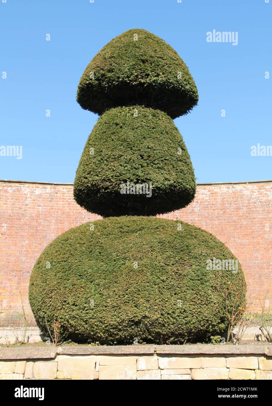 Three Layered Shaped Topiary Tree in a Walled Garden Stock Photo - Alamy