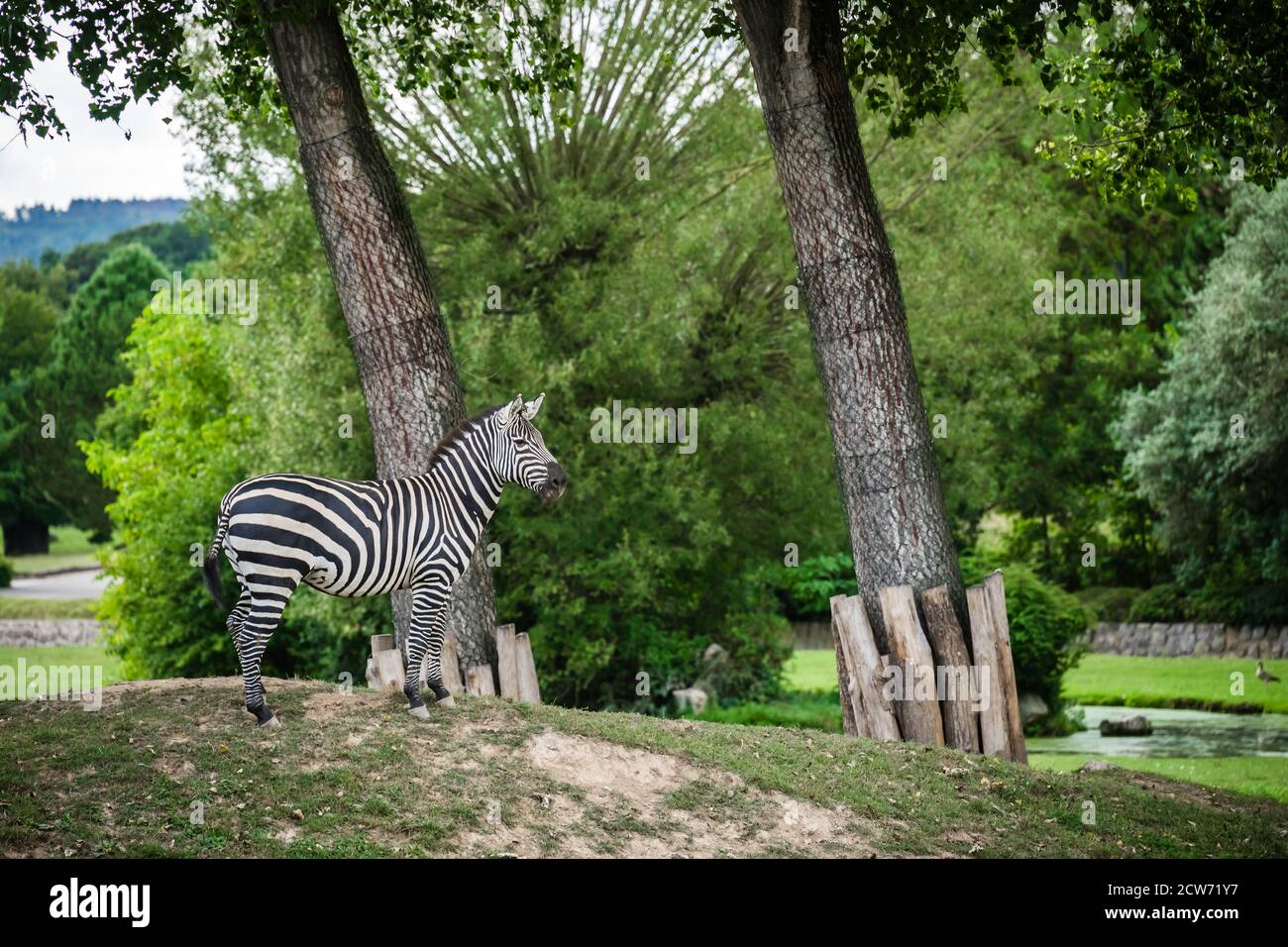 Types of zebra hi-res stock photography and images - Alamy