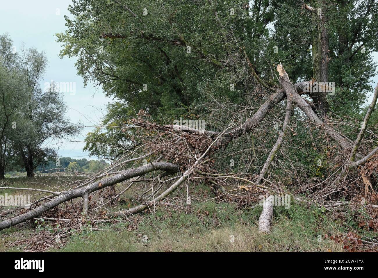 Collapsed tree hi-res stock photography and images - Alamy