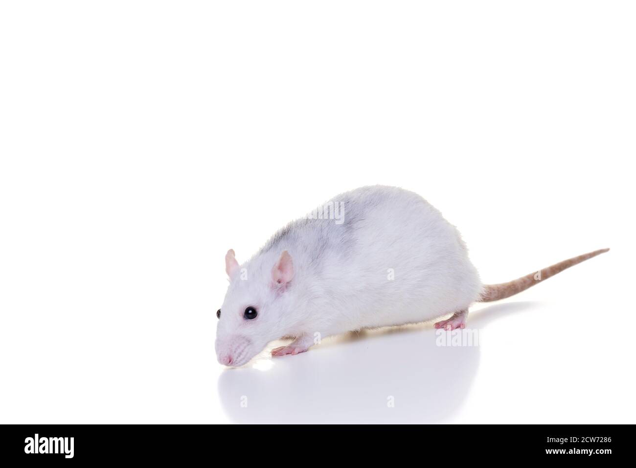 A pretty white domestic rat on a white background seen from the side ...