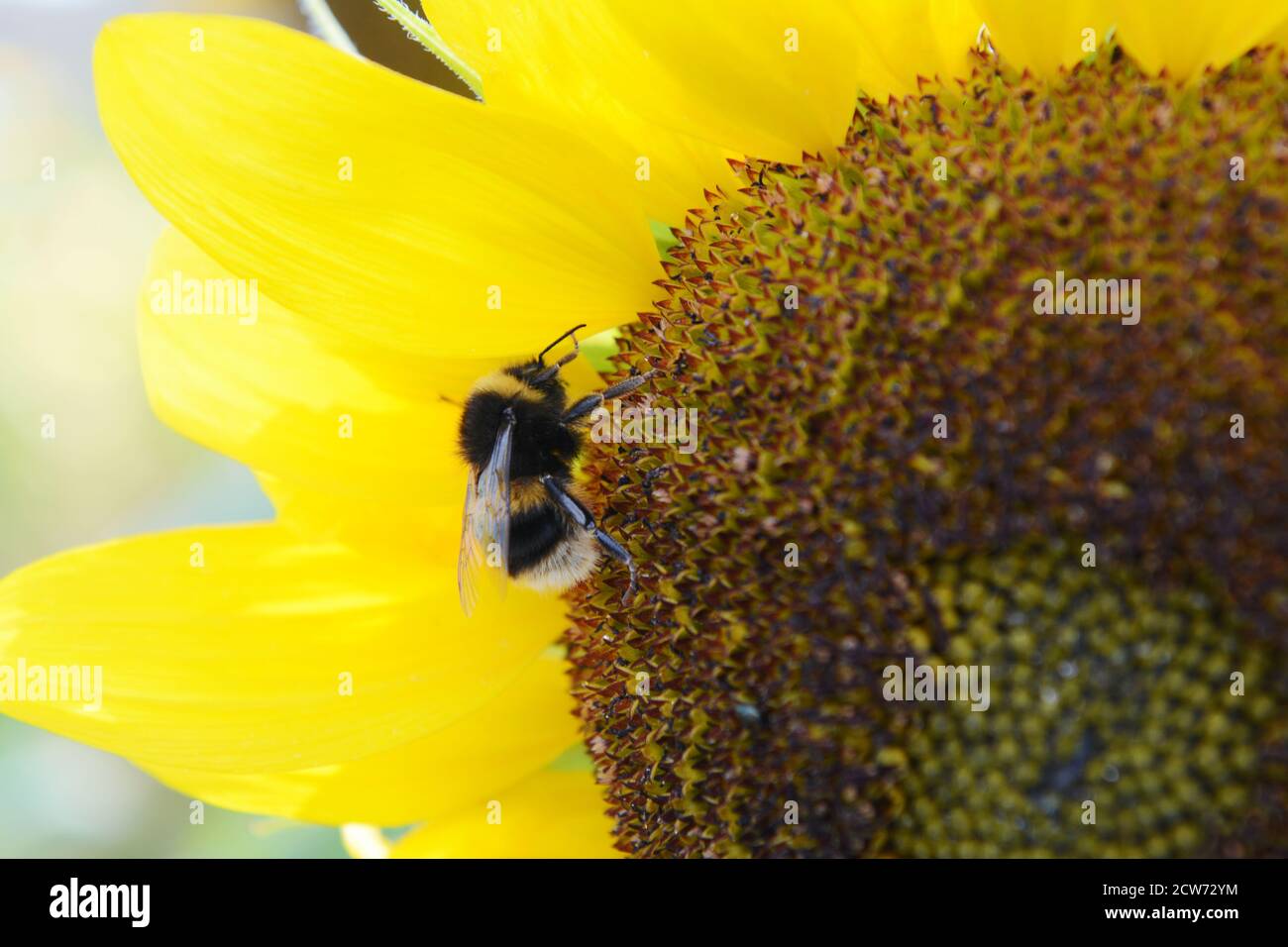 Close-up of furry buff tailed bumblebee on the flower head of a bright ...