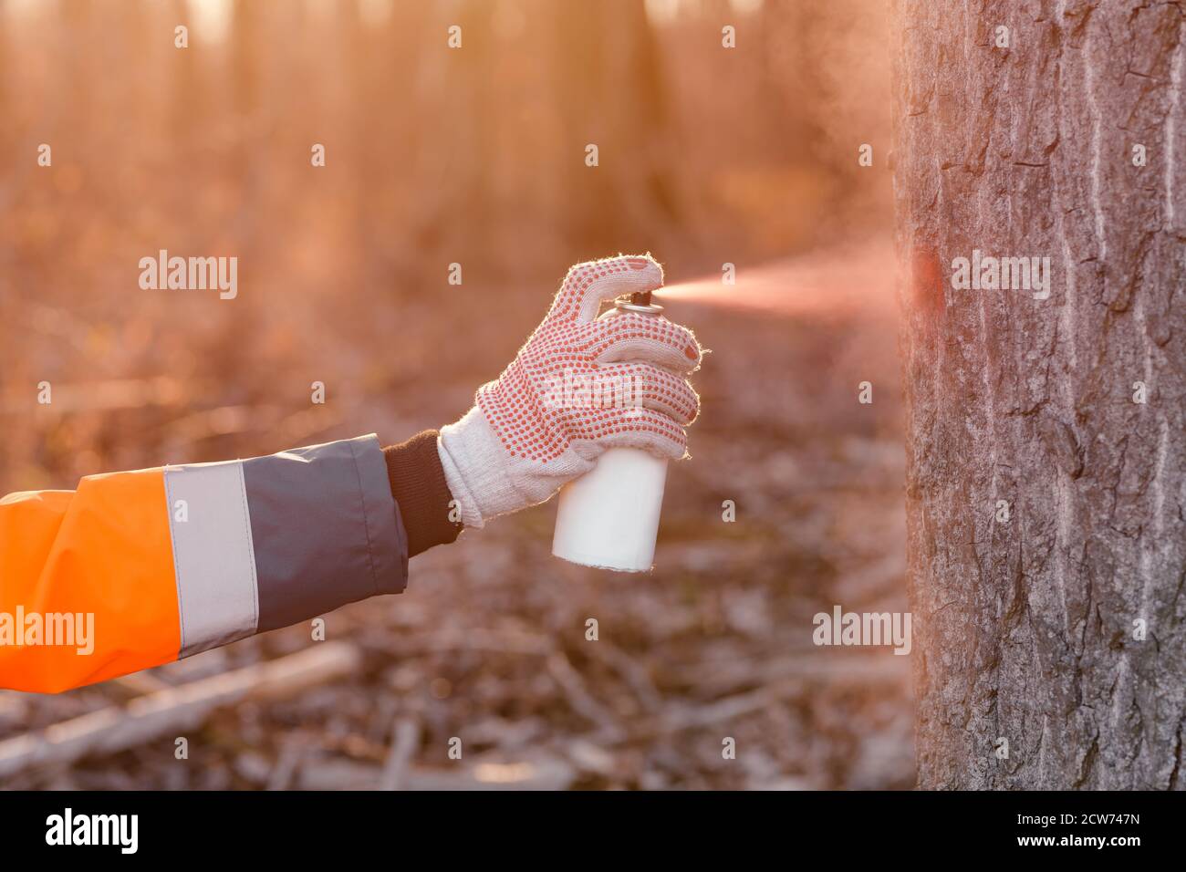 Forestry technician labeling tree trunk for cutting in deforestation ...