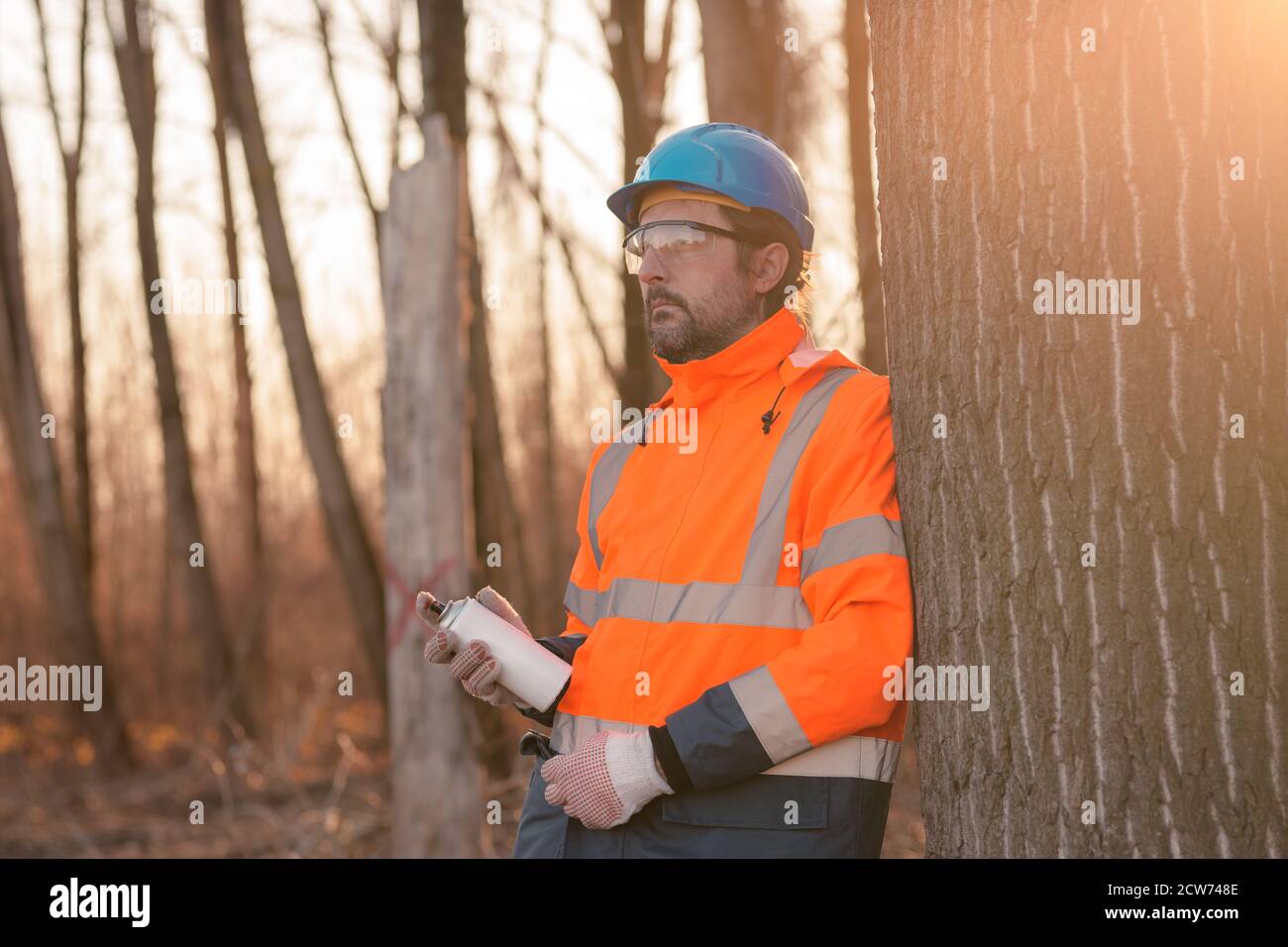 Forestry technician labeling tree trunk for cutting in deforestation ...