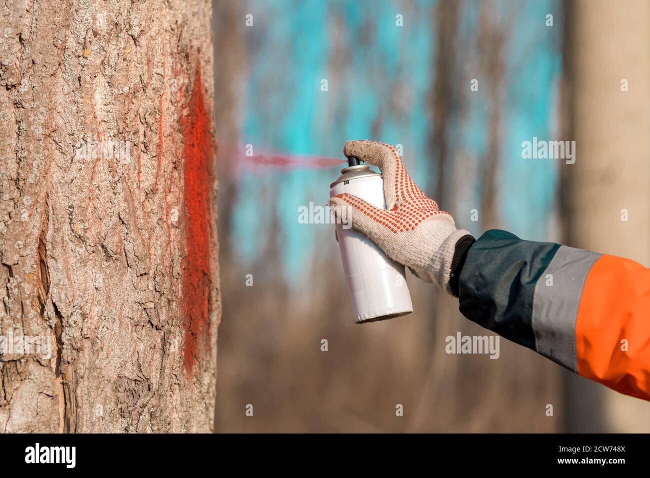 Forestry technician marking tree trunk for cutting in deforestation ...