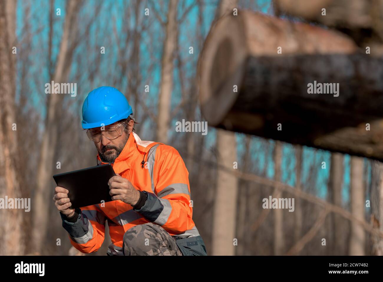 Forestry technician using digital tablet computer in forest for logging ...
