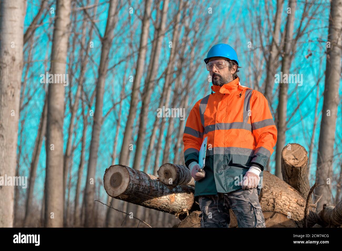 Forestry technician portrait during logging process in forest, holding ...