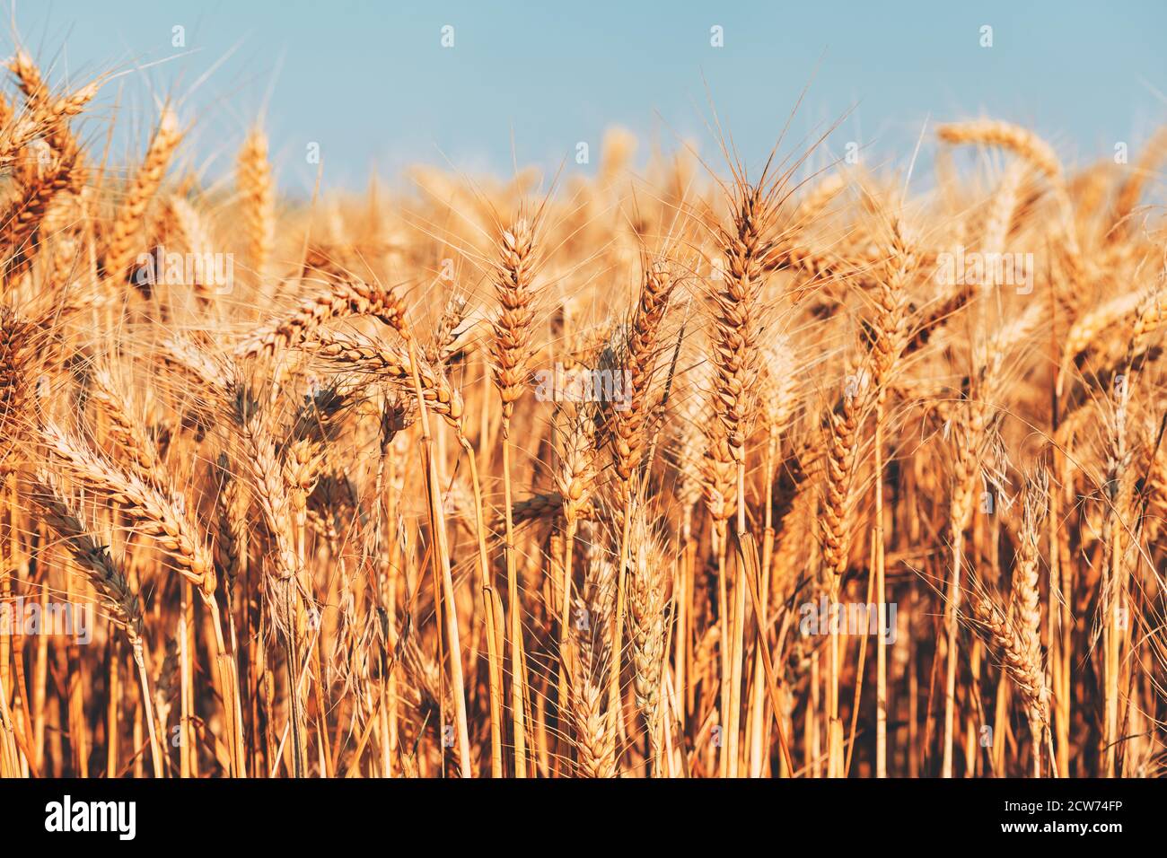 Harvest ready wheat field in summer, selective focus Stock Photo - Alamy