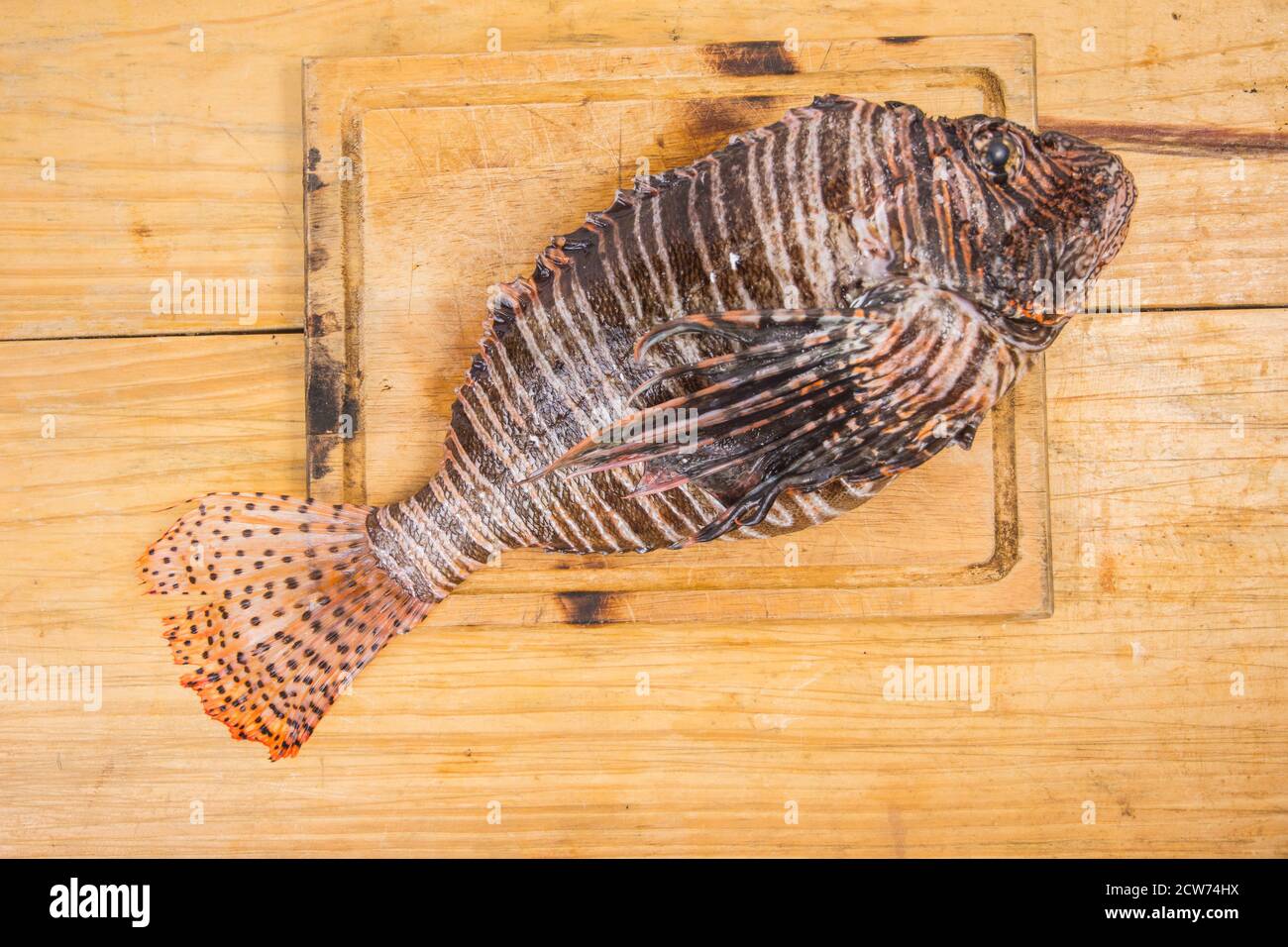 Catch seafood hi-res stock photography and images - Alamy