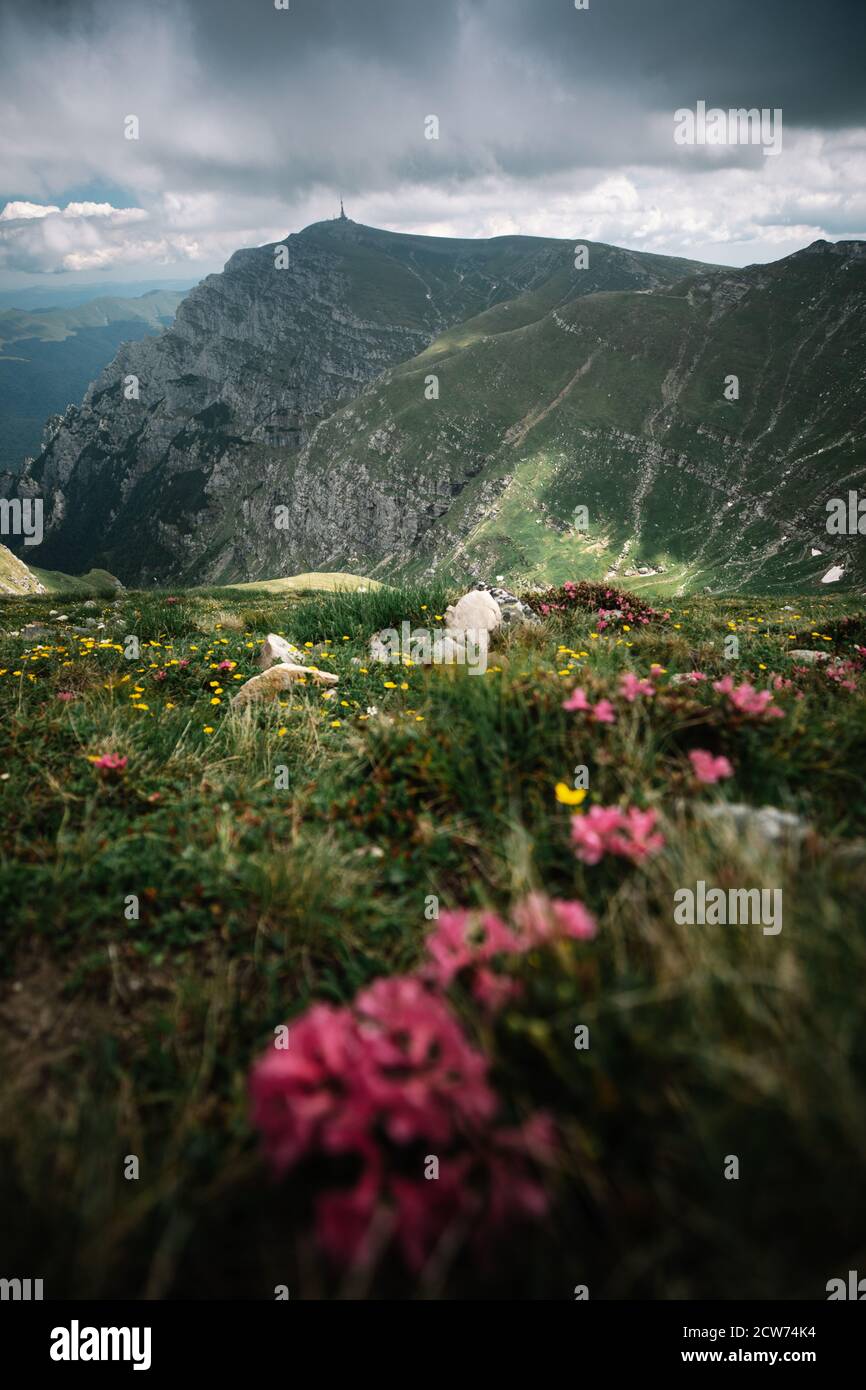 Panoramic view in lawn are covered by pink rhododendron flowers, cloudy ...