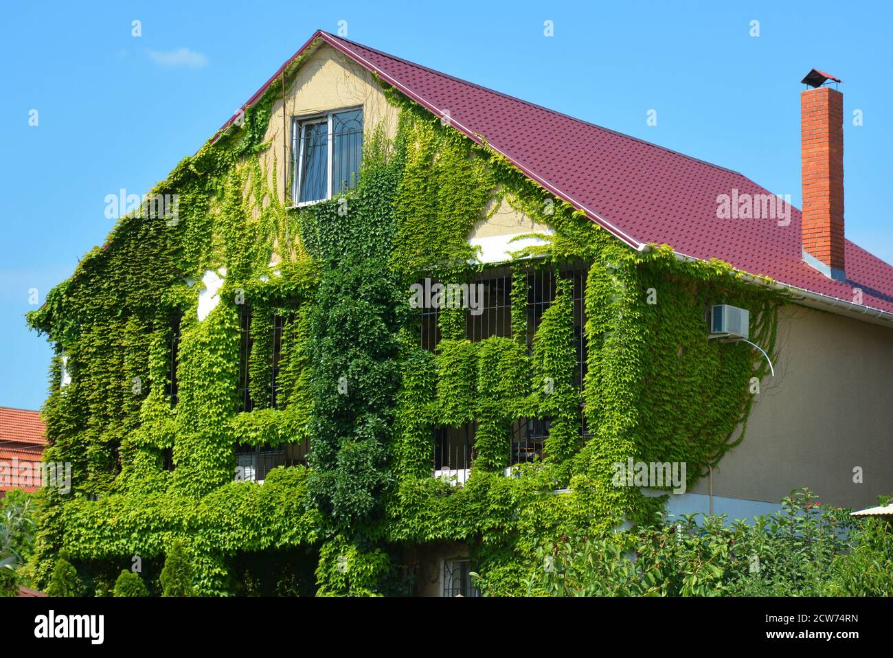 Self-clinging climber boston ivy vine, japanese creeper or ...