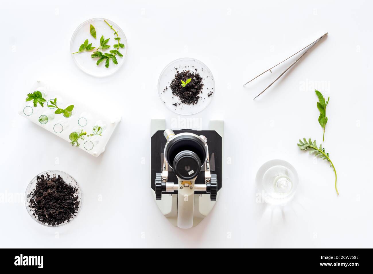 Test floral samples with microscope in biological lab Stock Photo - Alamy