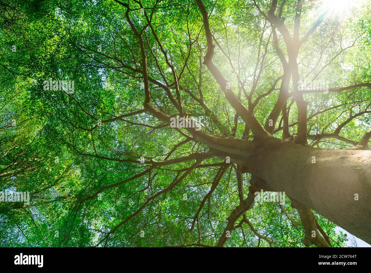 Bottom view of tree trunk to green leaves of big tree in tropical ...