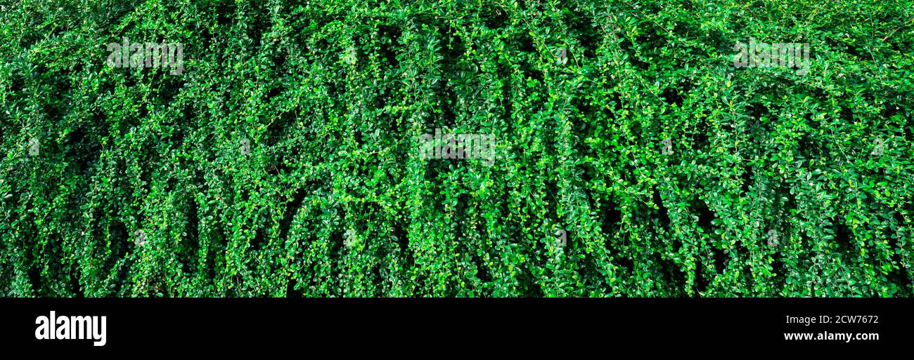 Closeup evergreen hedge plants. Small green leaves in hedge wall ...