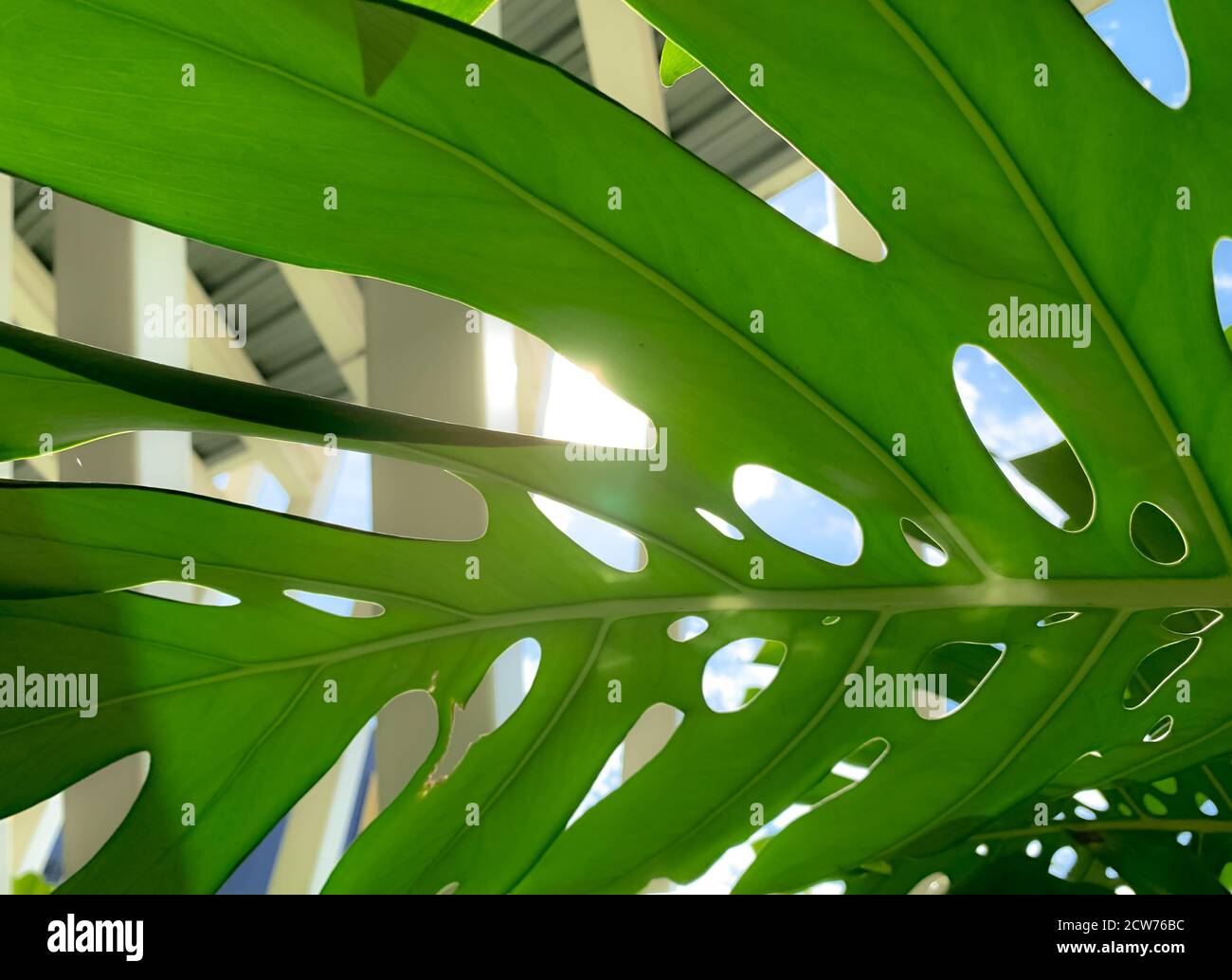Monstera Sun High Resolution Stock Photography and Images - Alamy