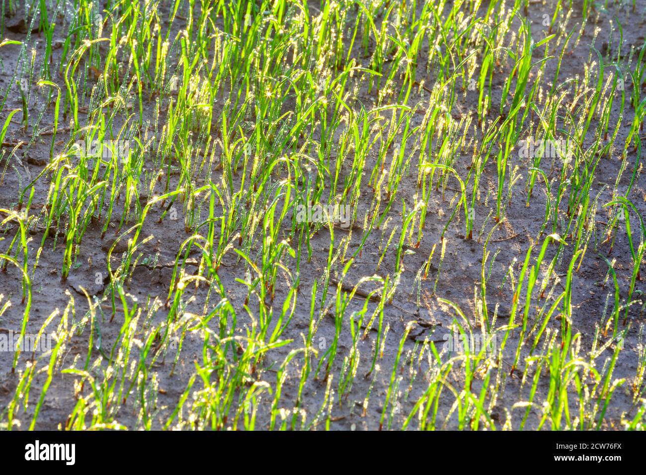 Growth of green grass. Young grass on the ground Stock Photo - Alamy