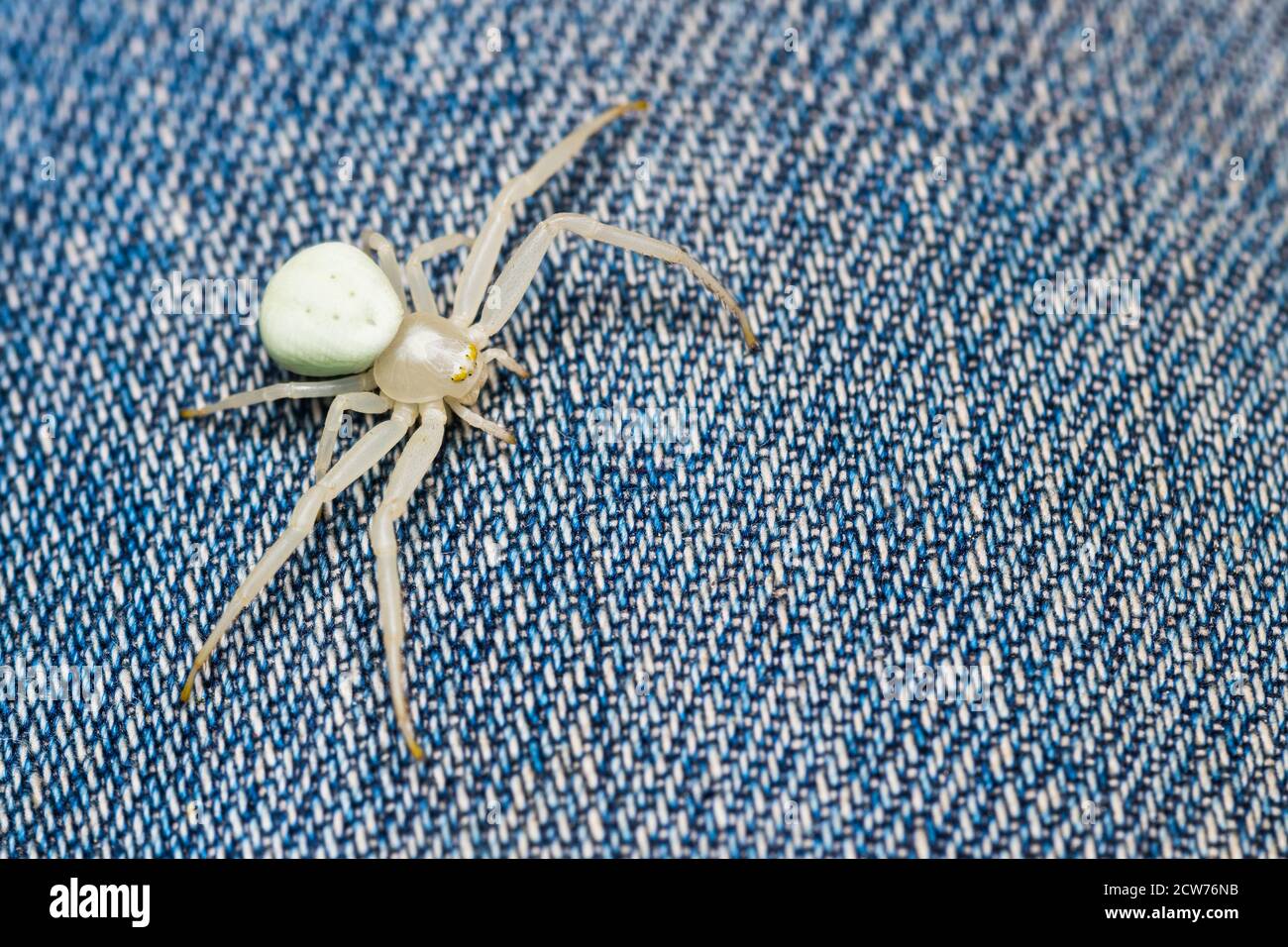 Cute white female flower crab spider on a denim texture. Misumena vatia ...