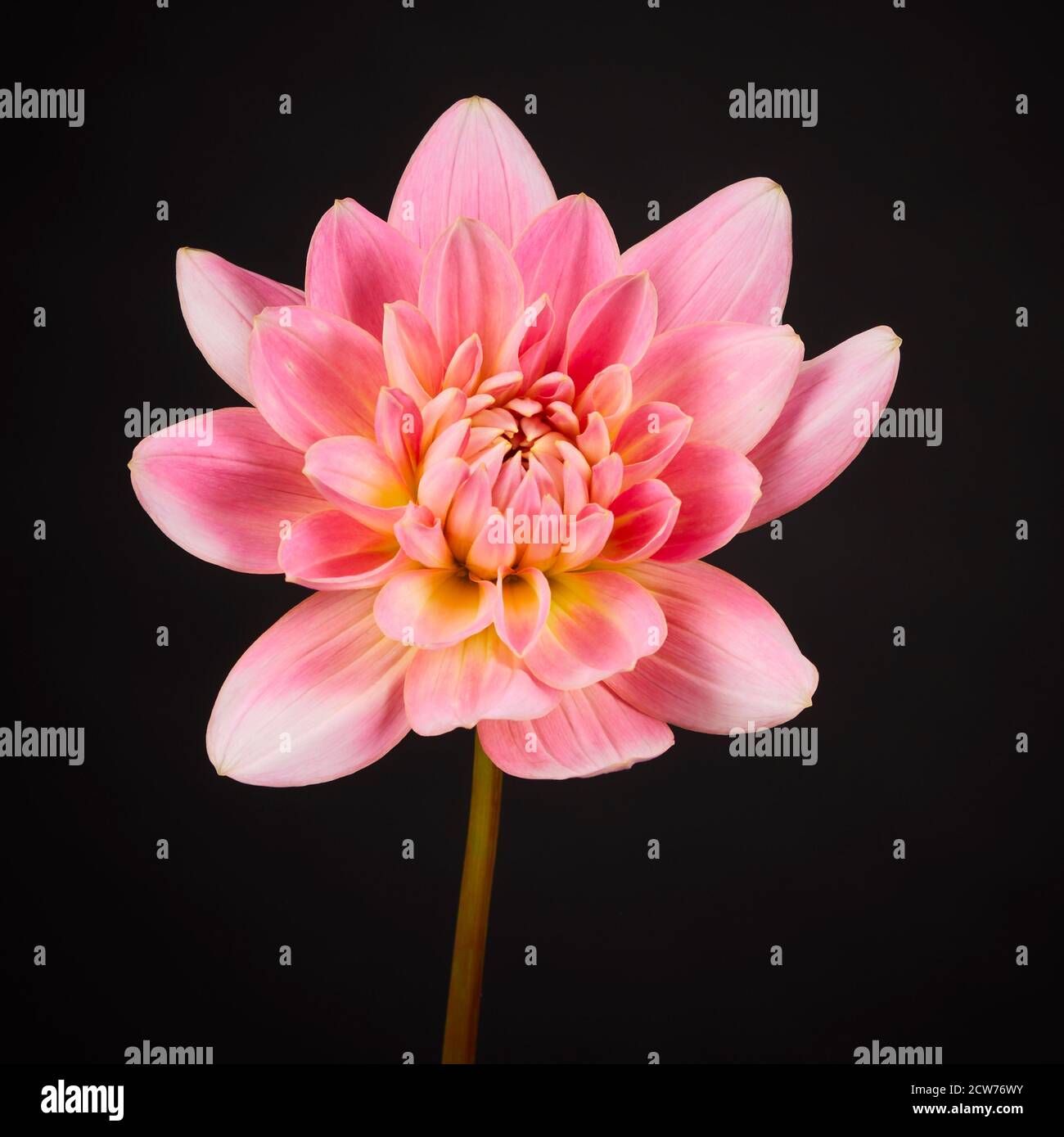 Perennial gardens hi-res stock photography and images - Alamy