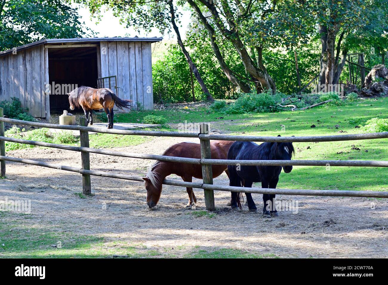 Horses in enclosure hi-res stock photography and images - Alamy