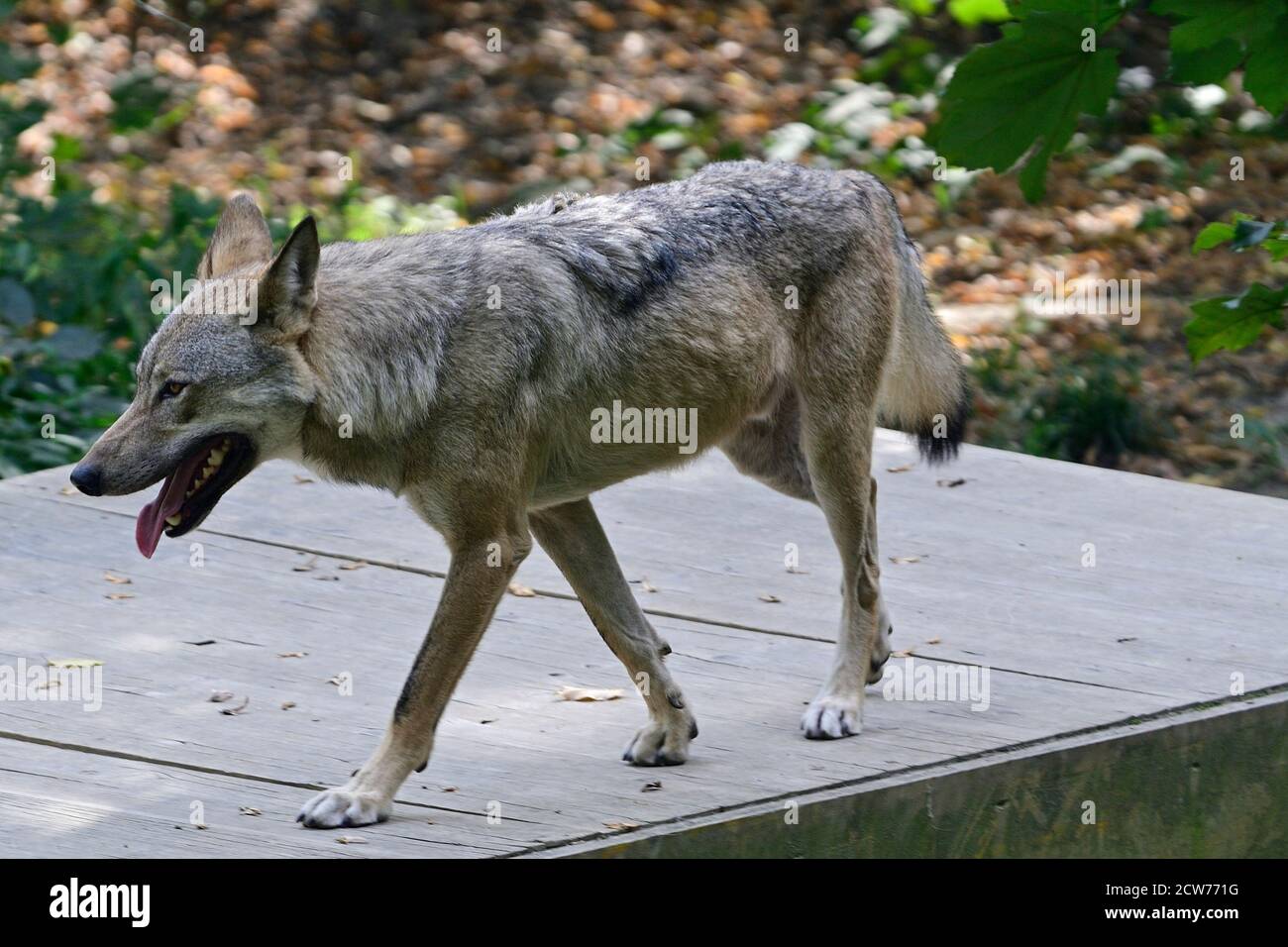 Ernstbrunn, Lower Austria, Austria. Wolf (Canis lupus) in the Wolf ...