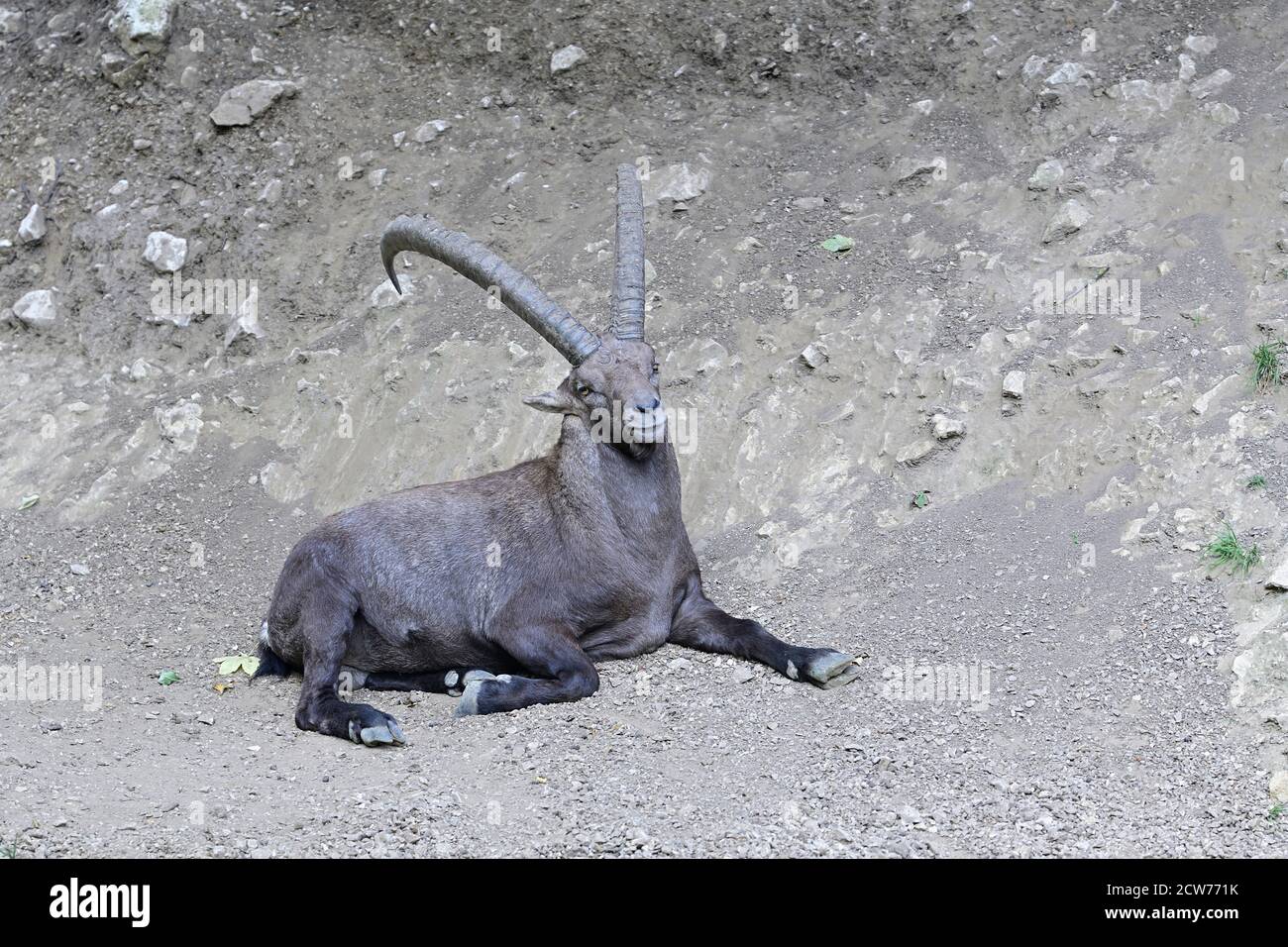 Alpine husbandry hi-res stock photography and images - Alamy