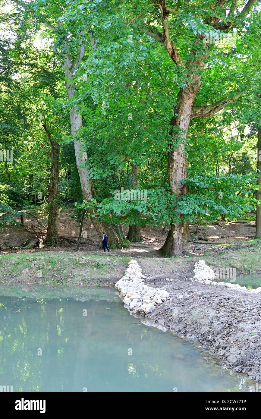Oak trees hi-res stock photography and images - Alamy