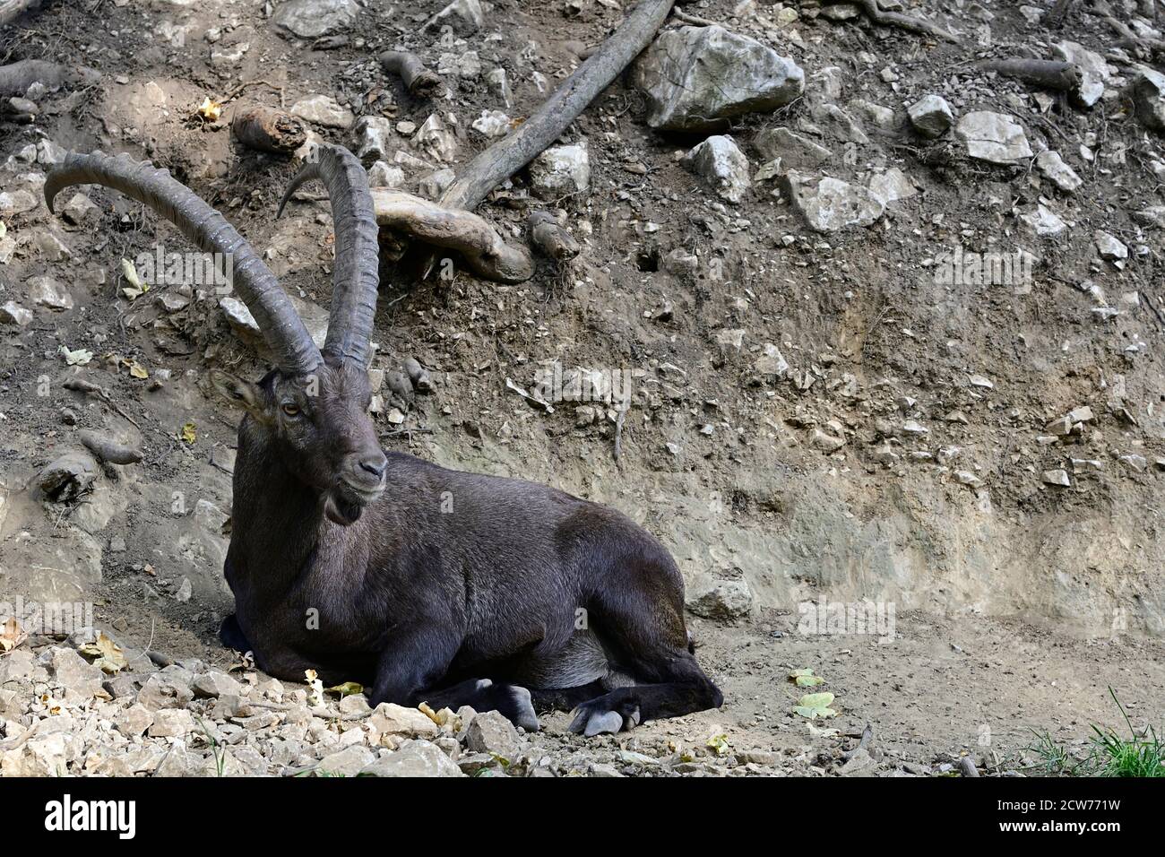 The ibex in nature hi-res stock photography and images - Alamy