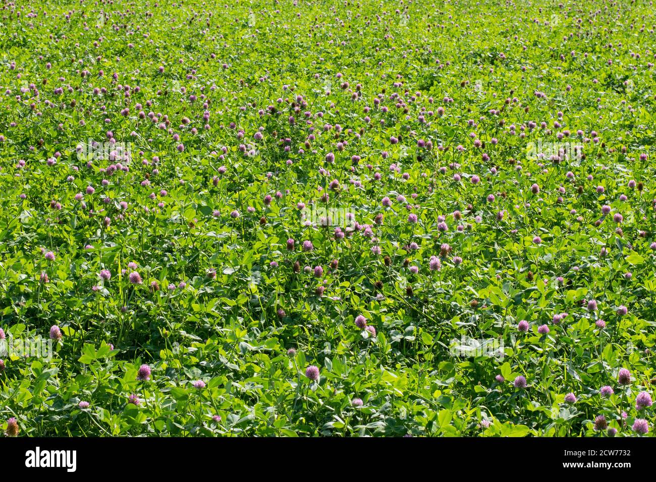 Red Clover Trifolium pratense field, England, UK Stock Photo - Alamy
