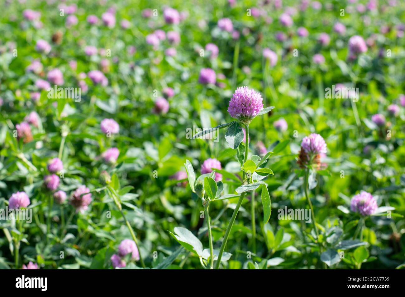 Red Clover Trifolium pratense field, England, UK Stock Photo - Alamy