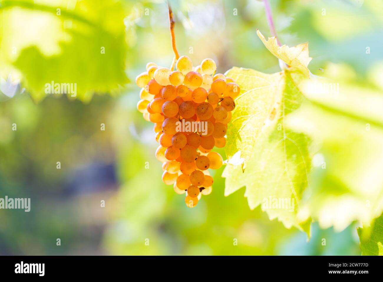 Pass grape hi-res stock photography and images - Alamy