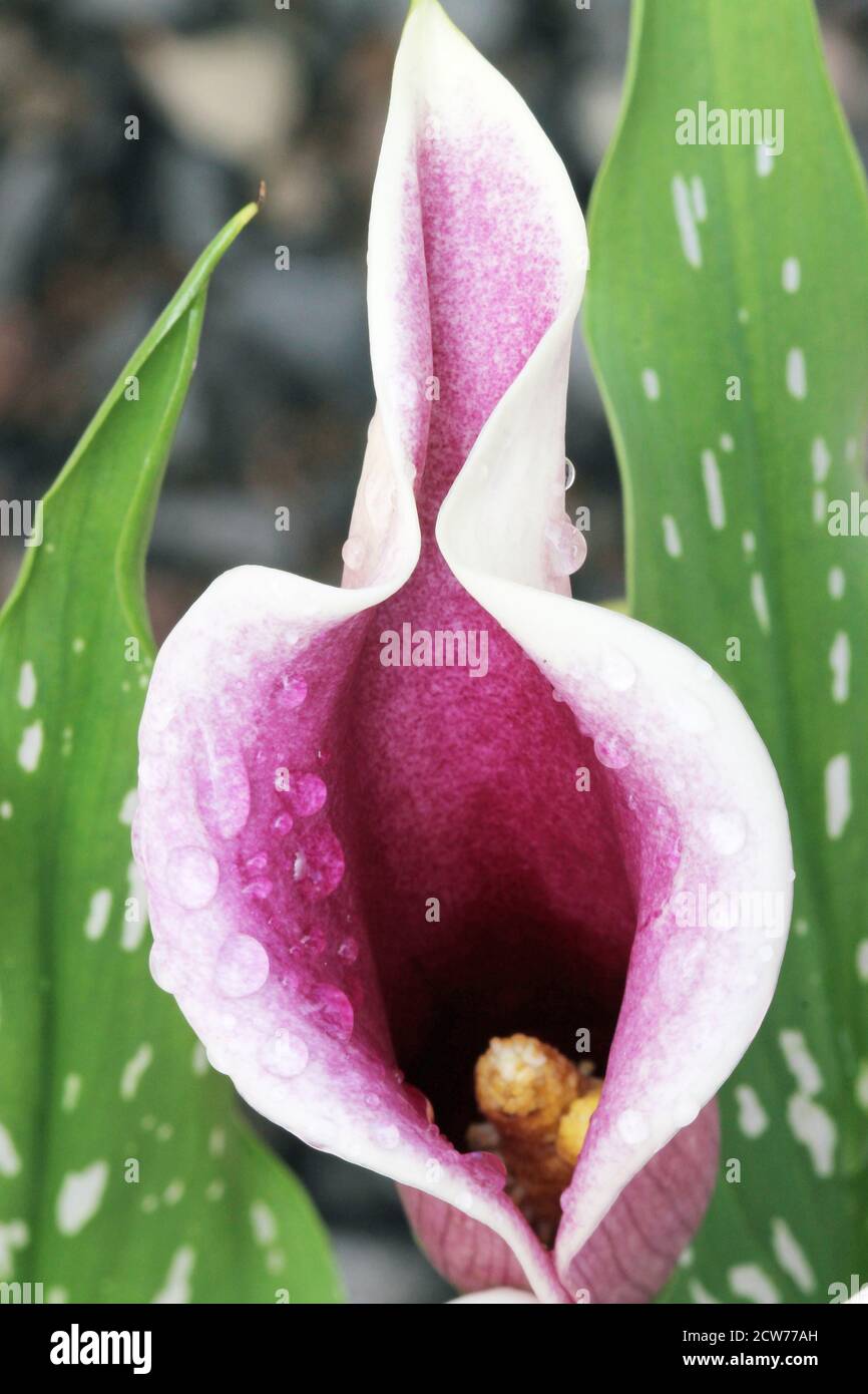 calla zantedeschia picasso Stock Photo - Alamy
