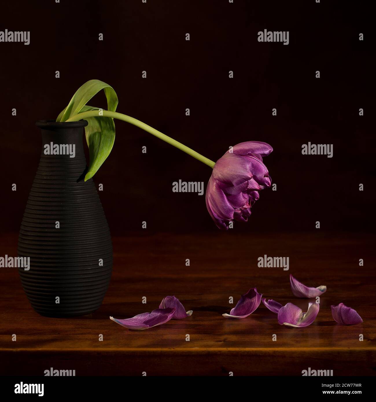 Still life with a tulip looking at fallen petals Stock Photo - Alamy