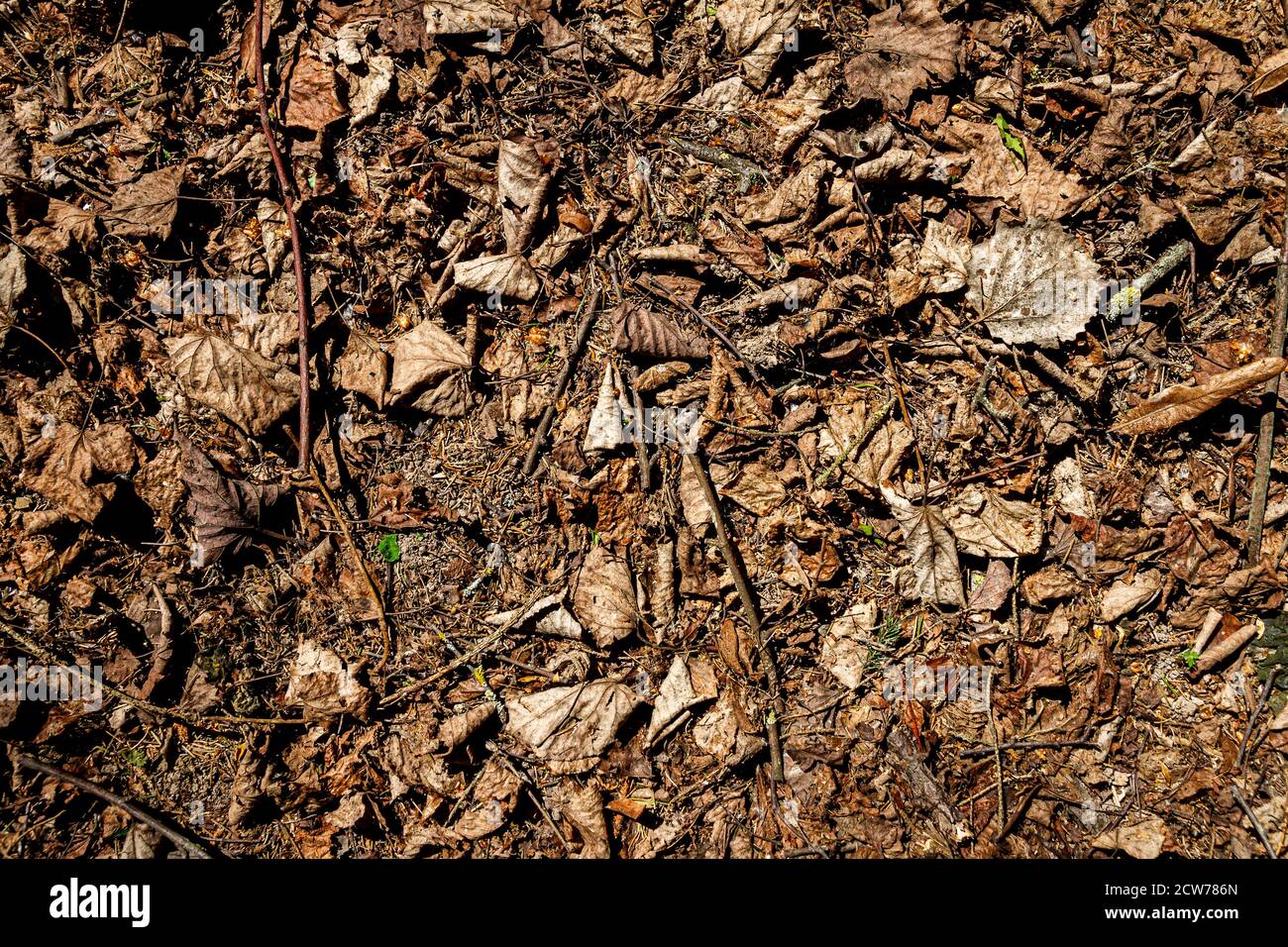 Natural pine forest ground with some leaves, twigs and seeds. Forest ...
