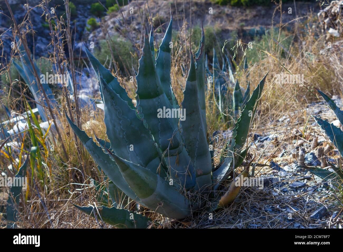 Agave Americana, Century Plant Stock Photo - Alamy