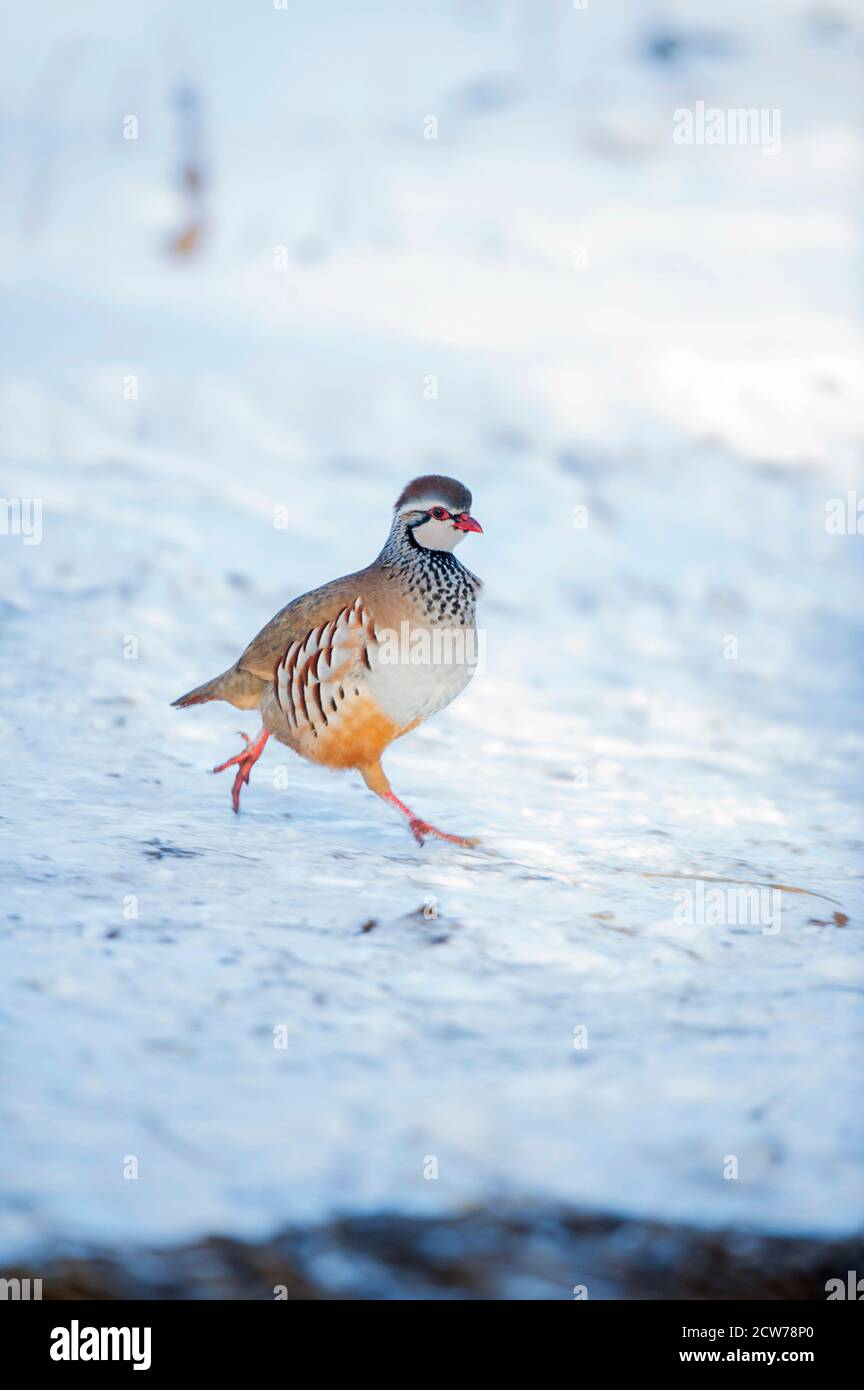 Red legged partridge [Alectoris rufa] running across snow in snow Stock ...