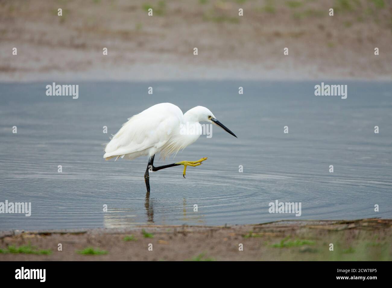Little Egret. Egretta garzetta showing identifying yellow legs well ...