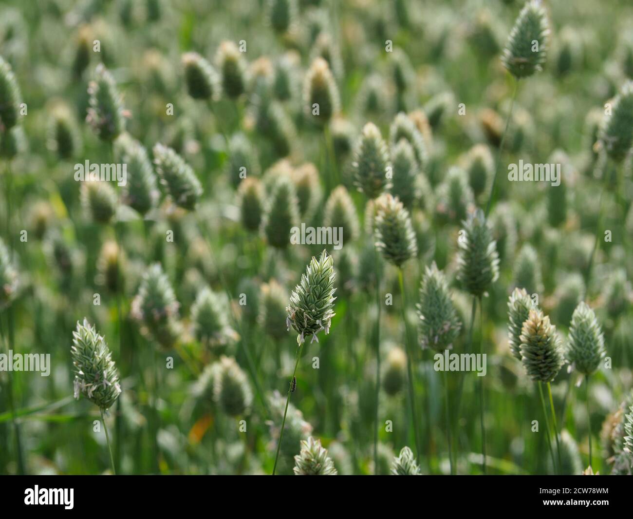 Standing crop of canary seed. (Phalaris canariensis) UK Stock Photo - Alamy