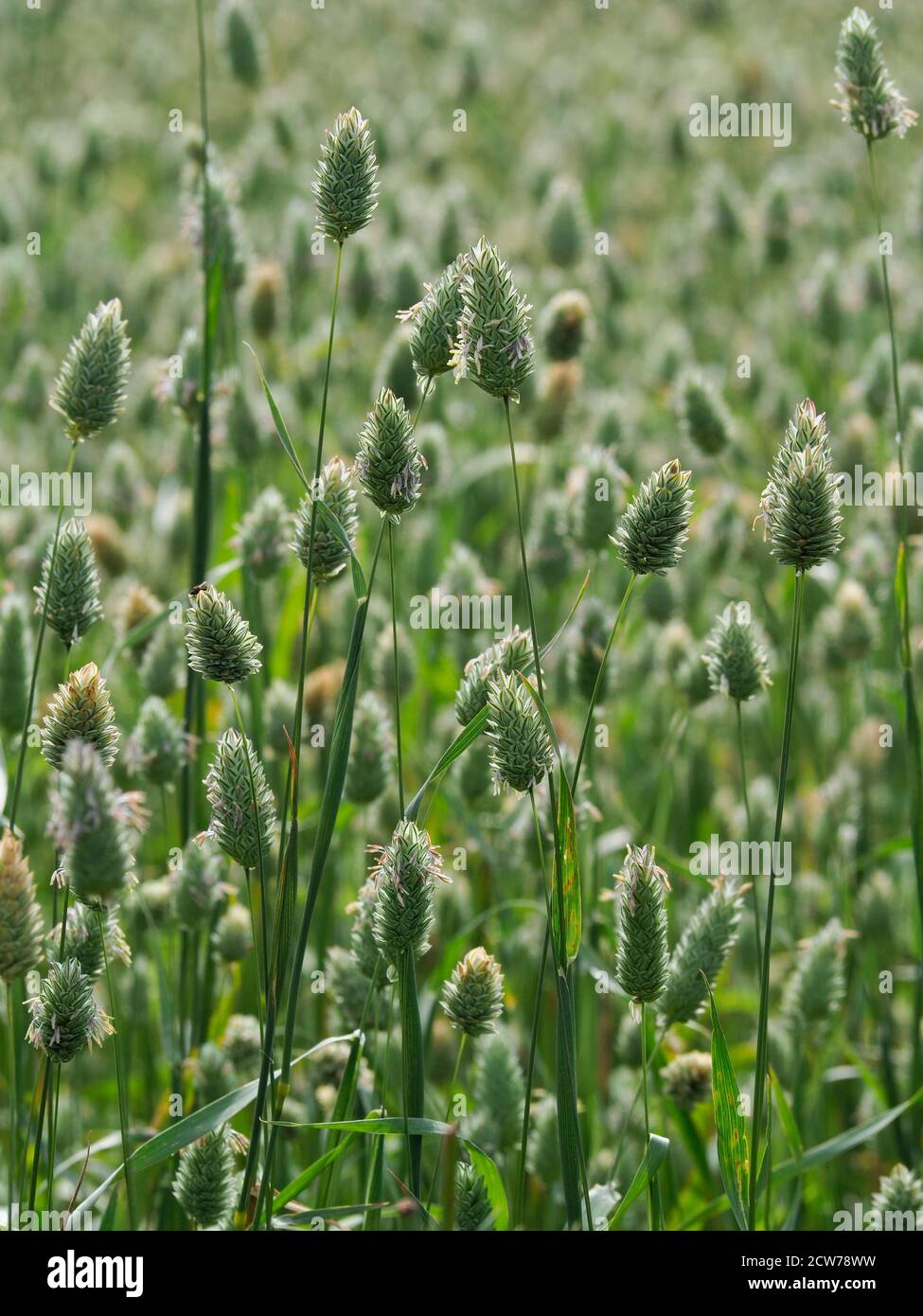 Standing crop of canary seed. (Phalaris canariensis) UK Stock Photo - Alamy