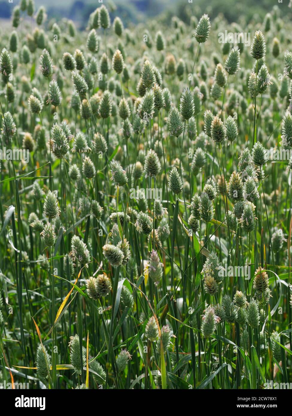 Standing crop of canary seed. (Phalaris canariensis) UK Stock Photo - Alamy