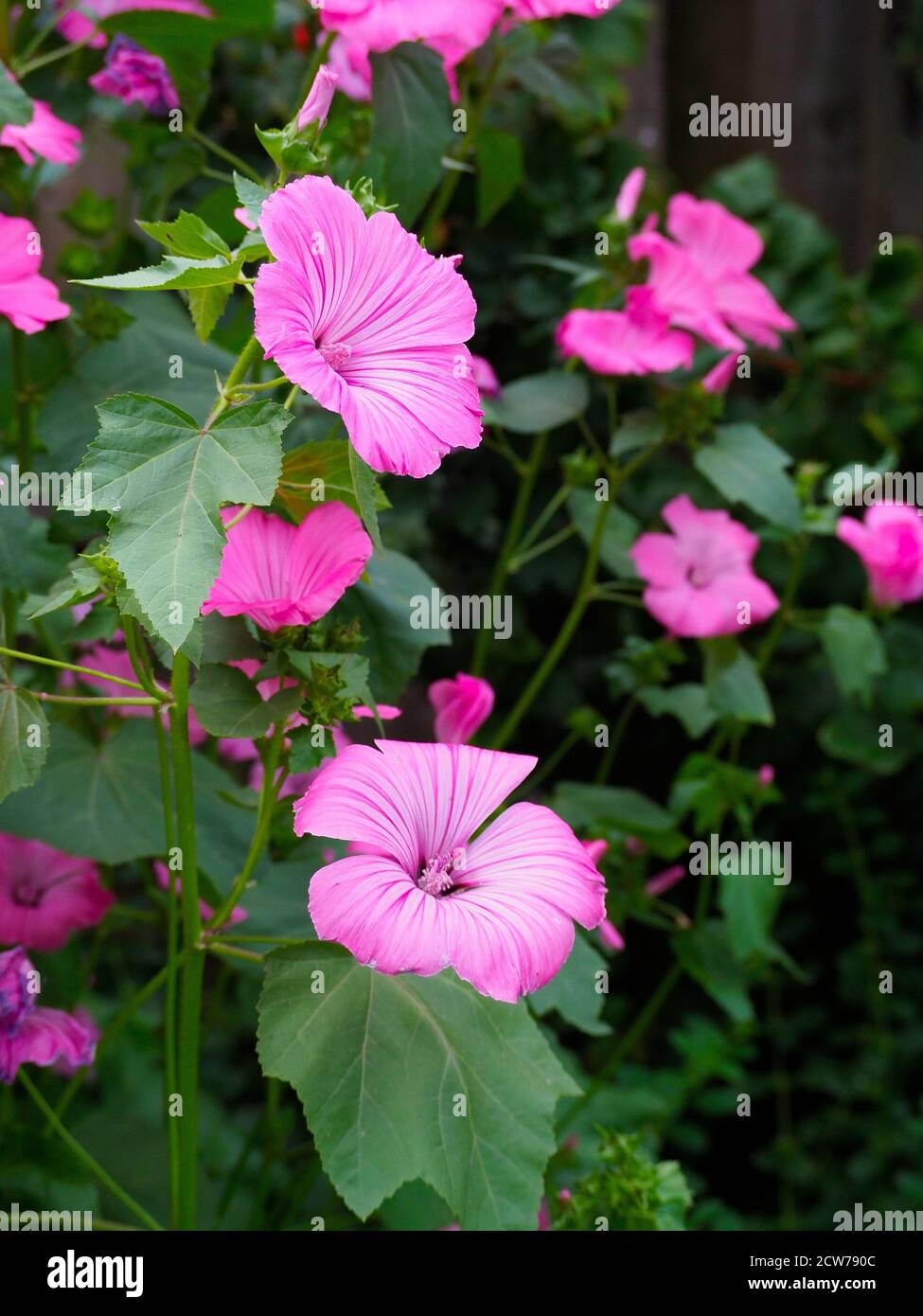 Semi evergreen shrub hi-res stock photography and images - Alamy