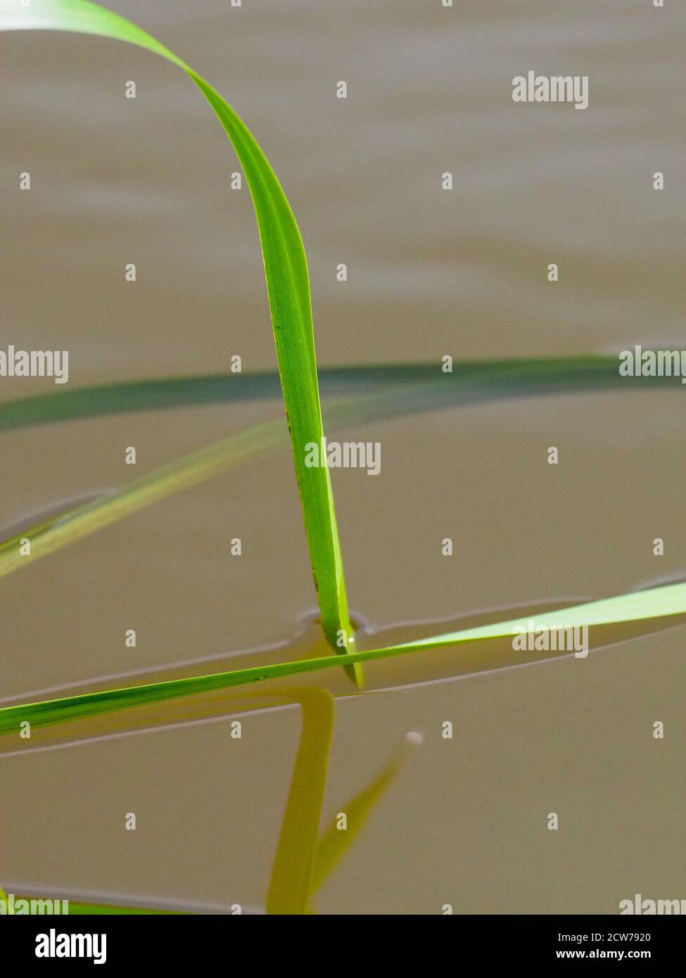 Reed patterns. arched reed dips into the water Stock Photo - Alamy