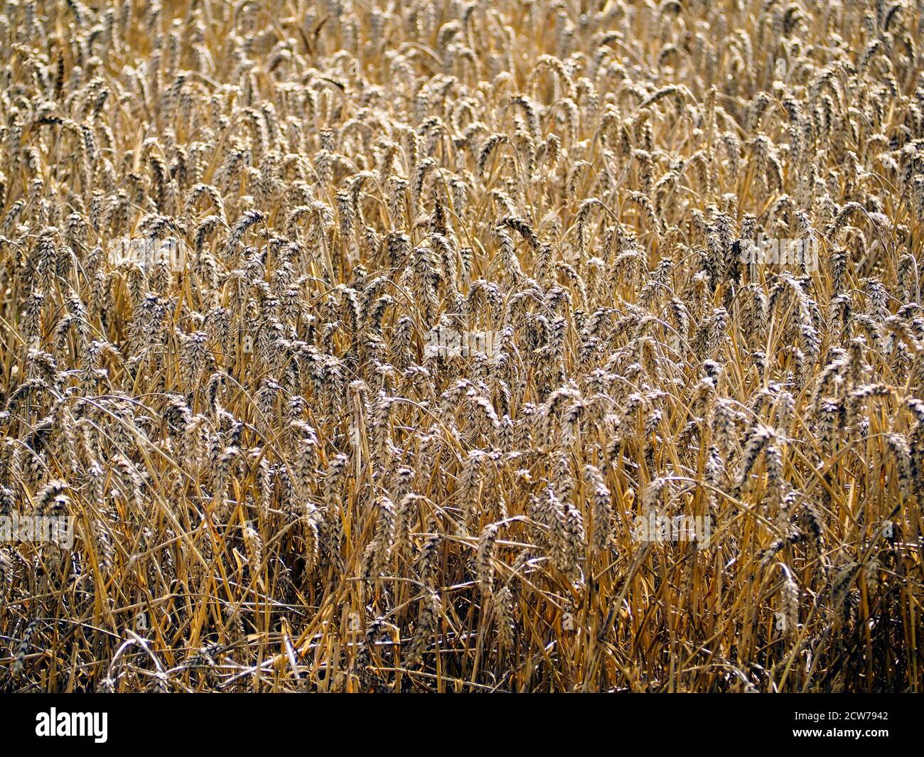 Standing wheat, ripe for harvesting Stock Photo - Alamy