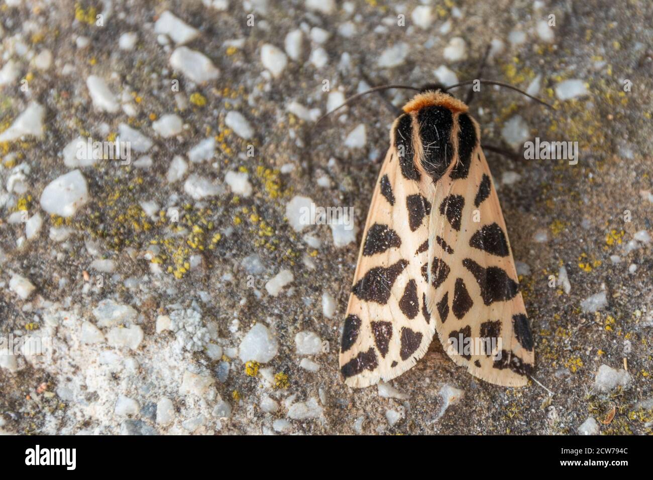 Discrete chaperon moth hi-res stock photography and images - Alamy