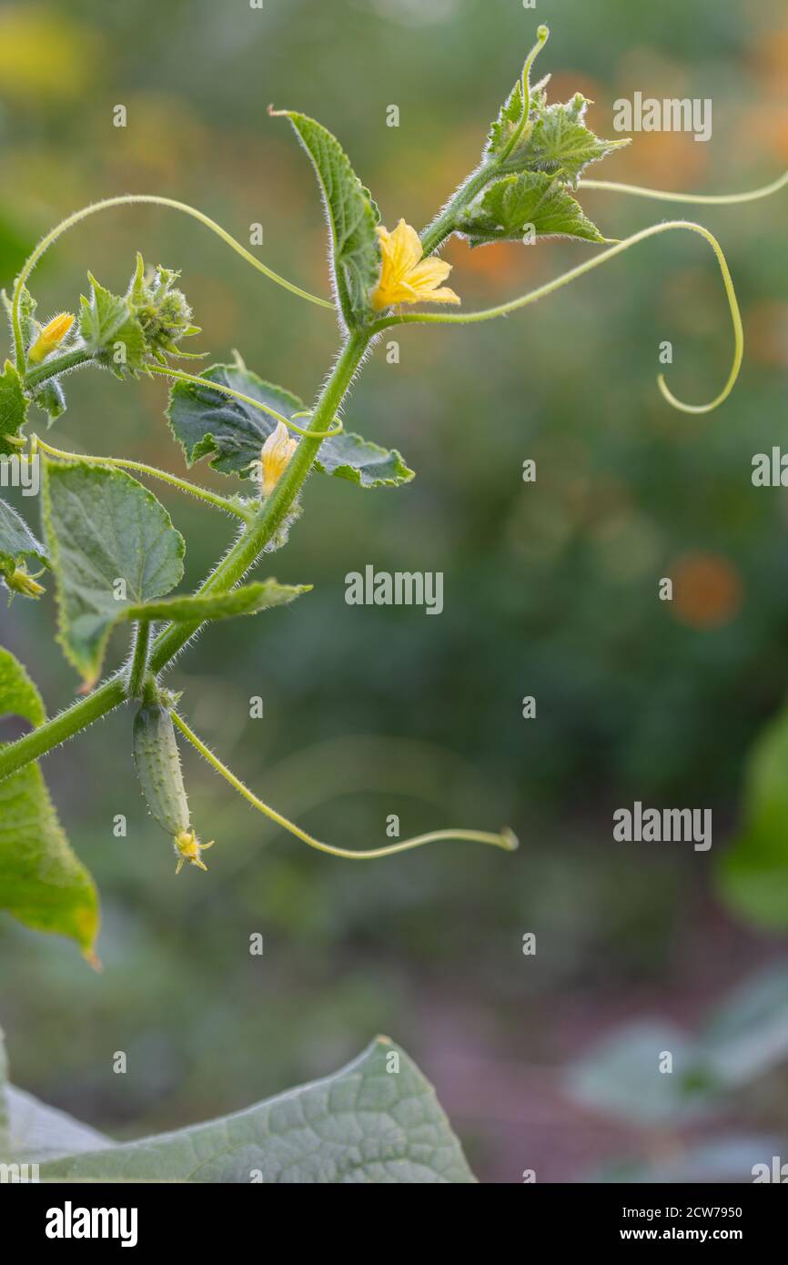 Macro photo on cucumber in garden. Organic food, self-growing Stock ...