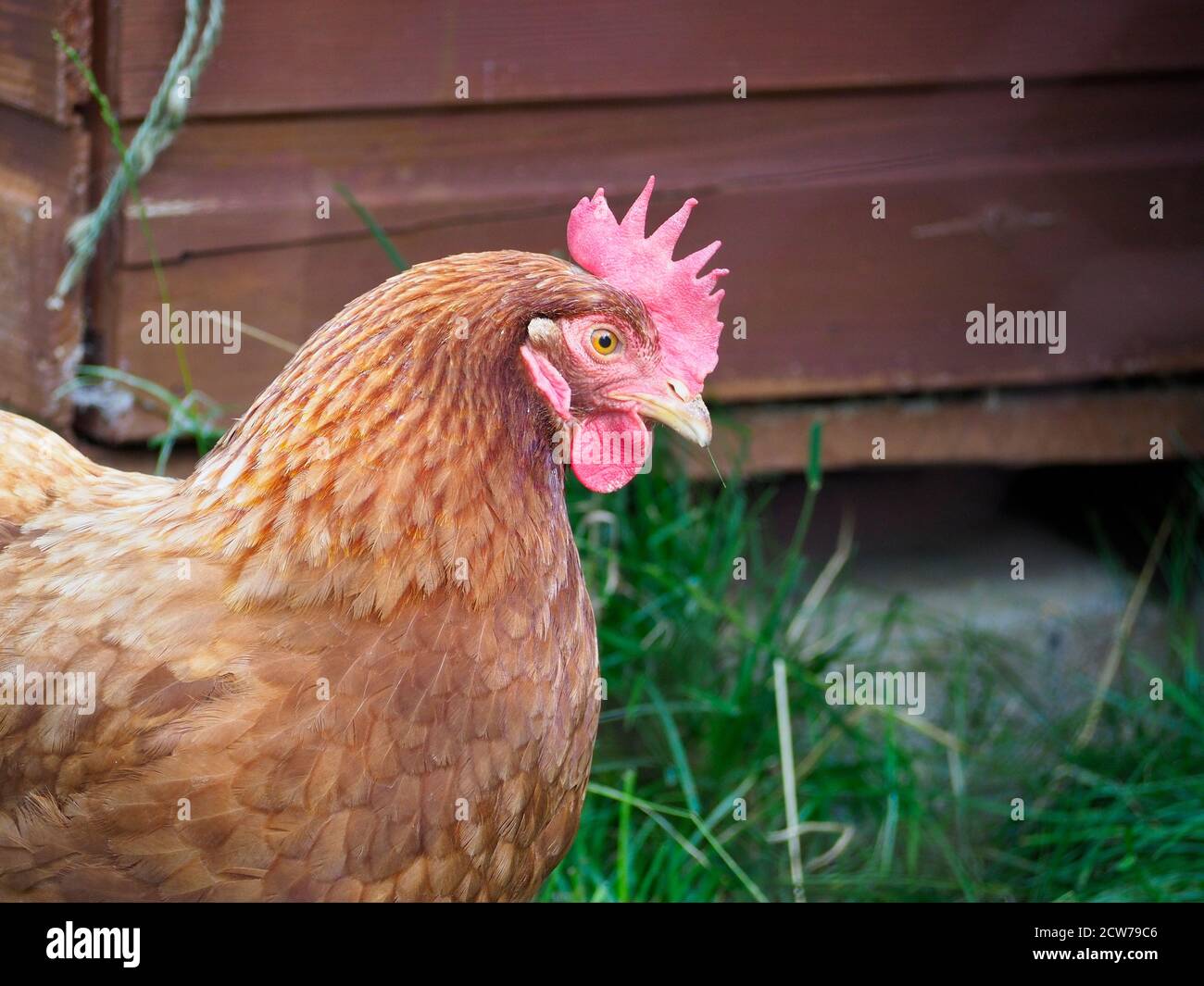 FREE RANGE Warren chicken Stock Photo - Alamy