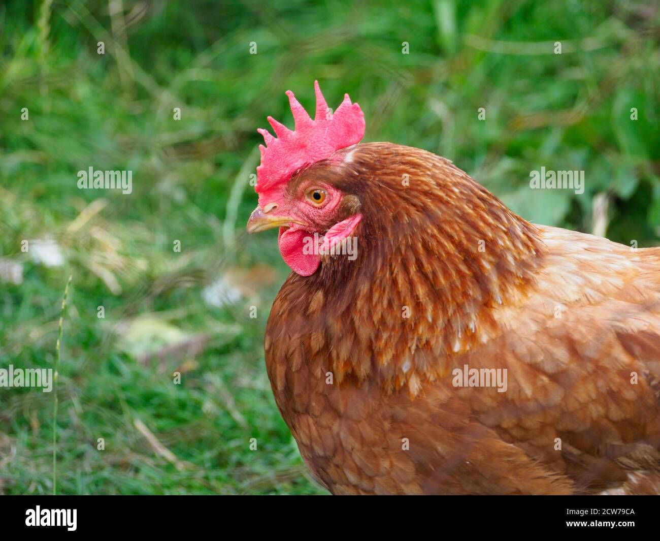 FREE RANGE Warren chicken Stock Photo - Alamy
