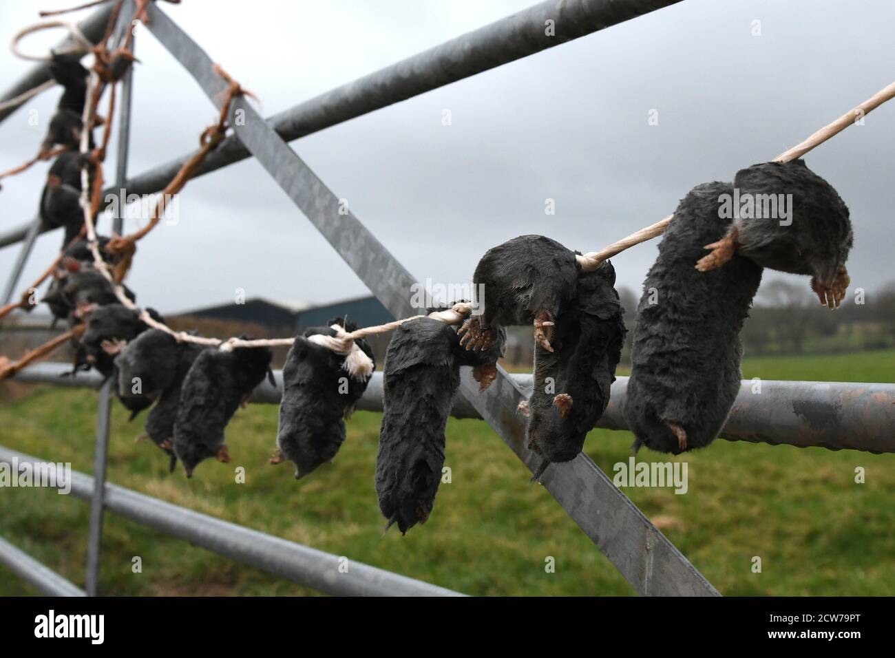 Dead Moles hanging from a farmers gate British countryside Farming ...