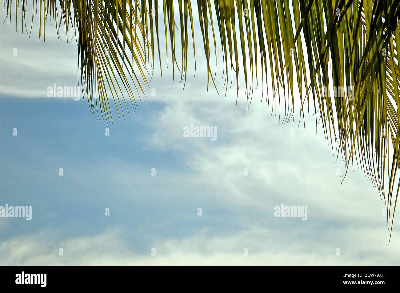 Palm frond hanging hi-res stock photography and images - Alamy