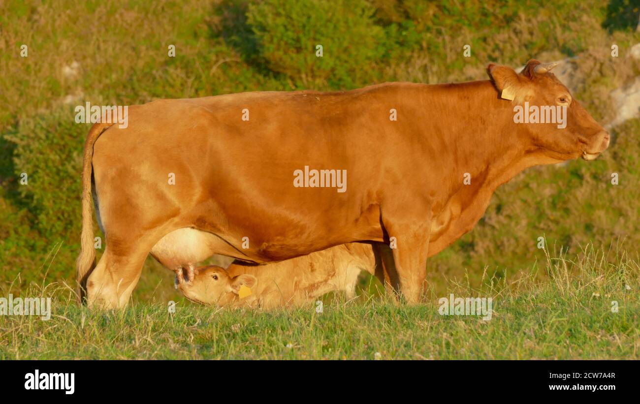 Nursing the calf hi-res stock photography and images - Alamy